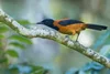 Hooded Pitohui — Curious Species