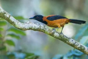 Hooded Pitohui — Curious Species
