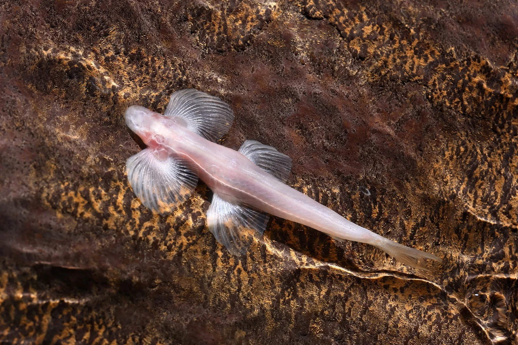 Cave Angel Fish — Curious Species