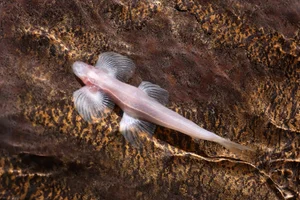 Cave Angel Fish — Curious Species