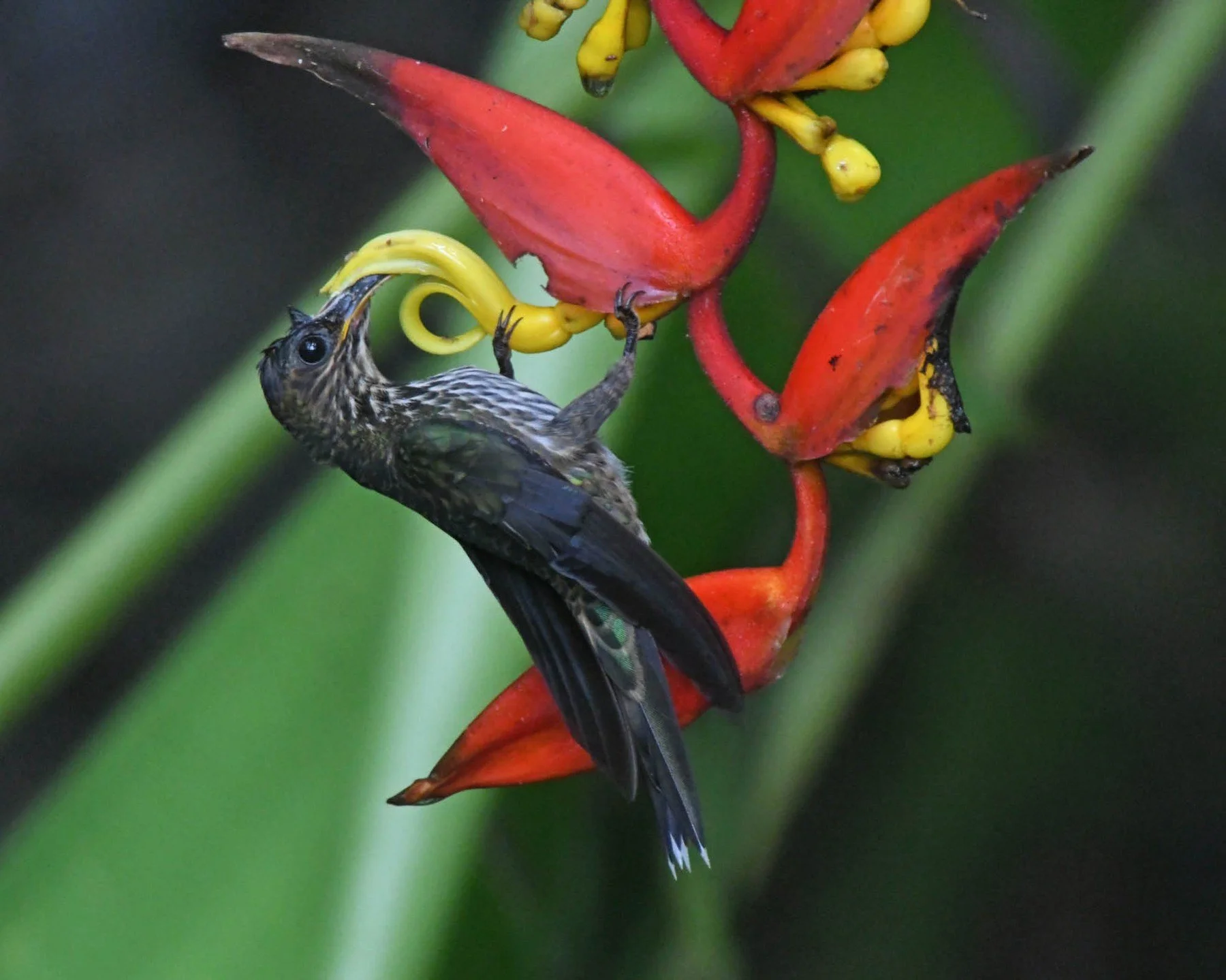 White-tipped Sicklebill — Curious Species