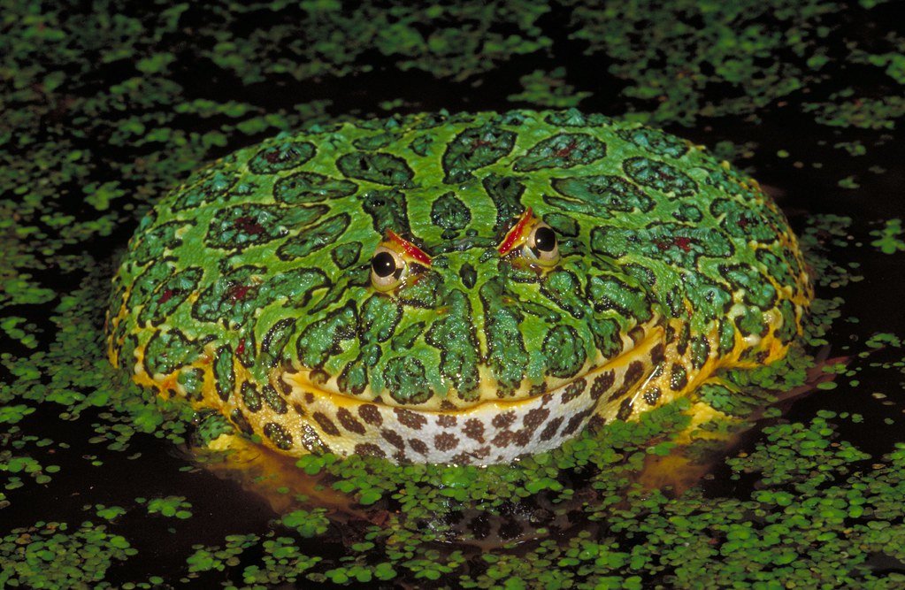 Ornate Horned Frog — Curious Species