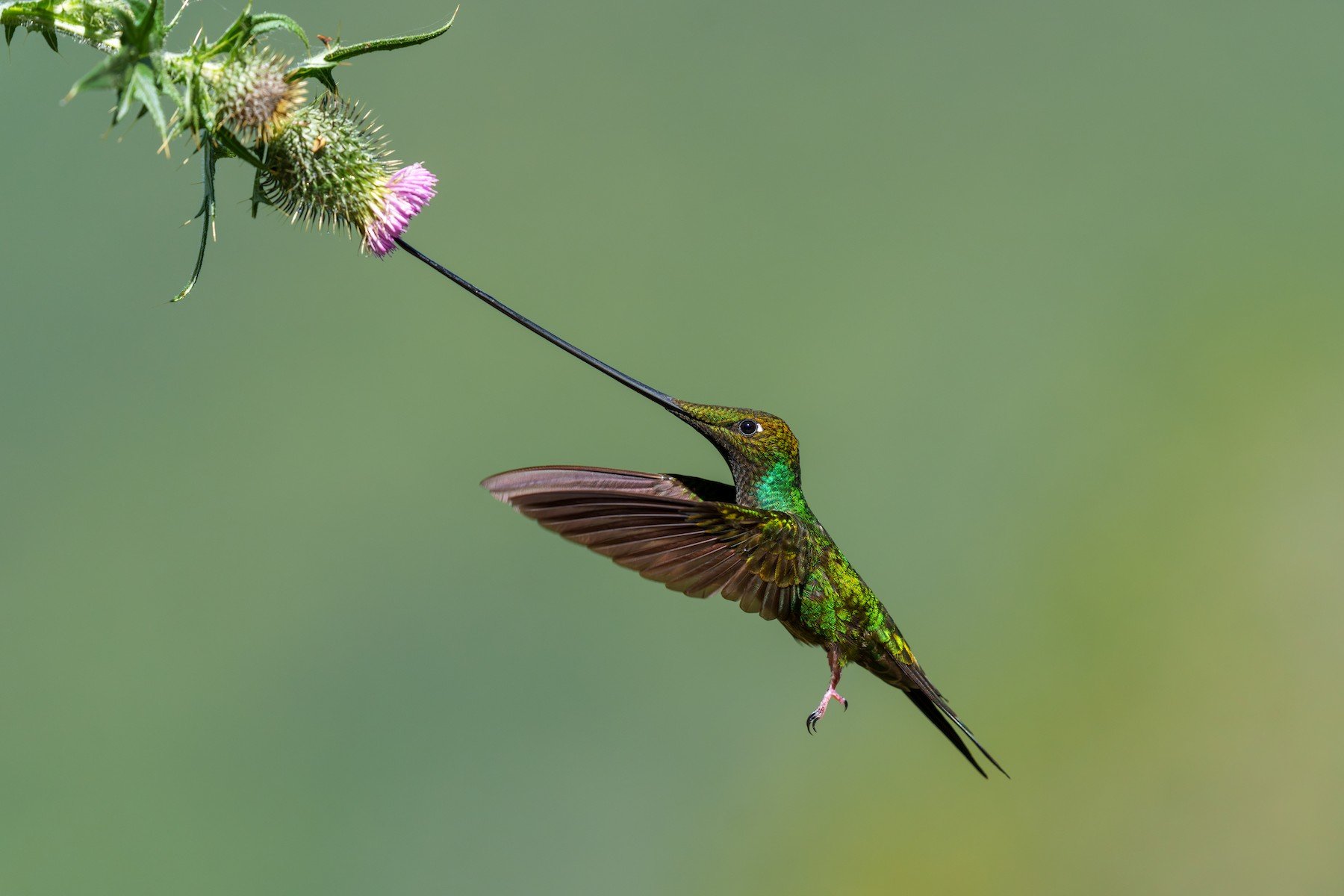 White-tipped Sicklebill — Curious Species