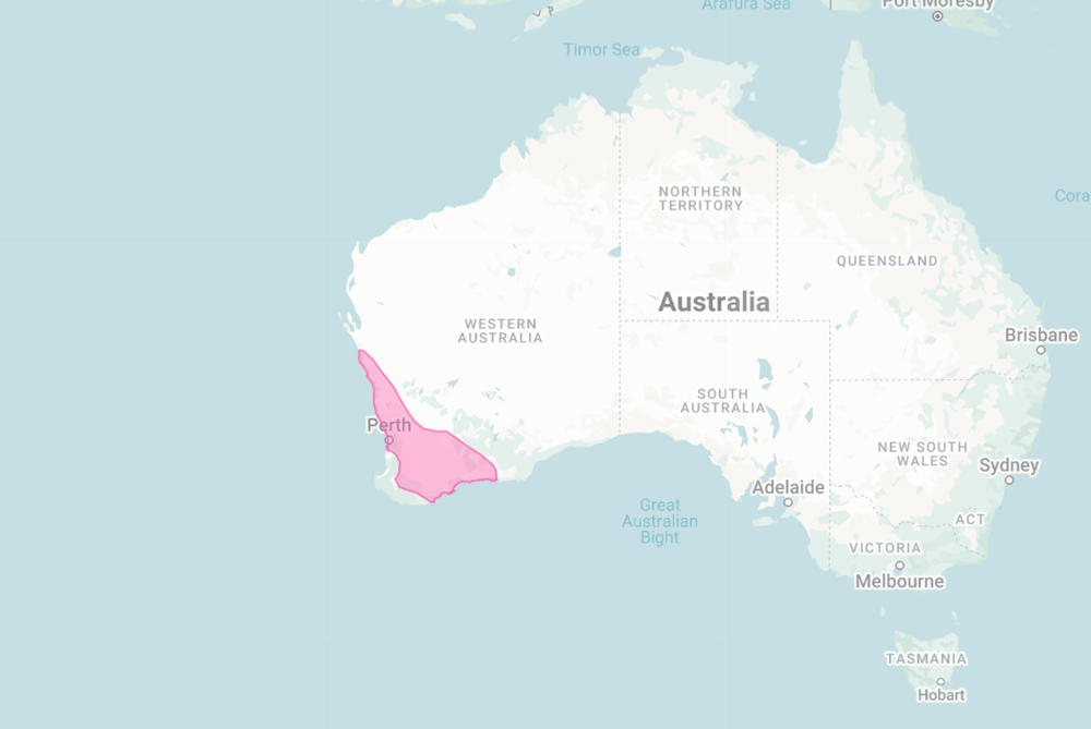 Turtle Frog — Curious Species