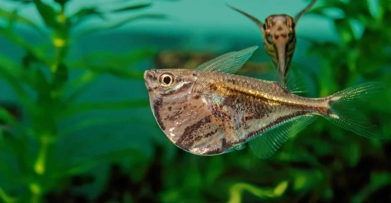 Marine Hatchetfish — Curious Species