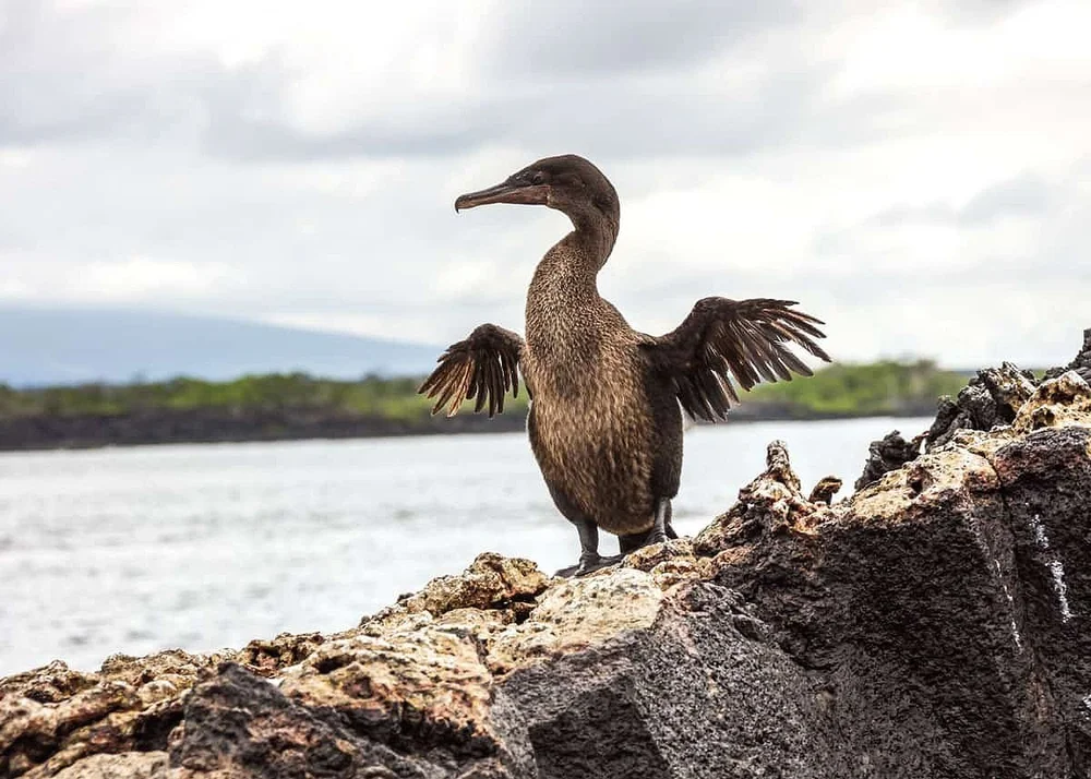 The Flightless Cormorant — Curious Species