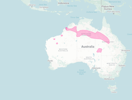 Long-tailed Planigale — Curious Species