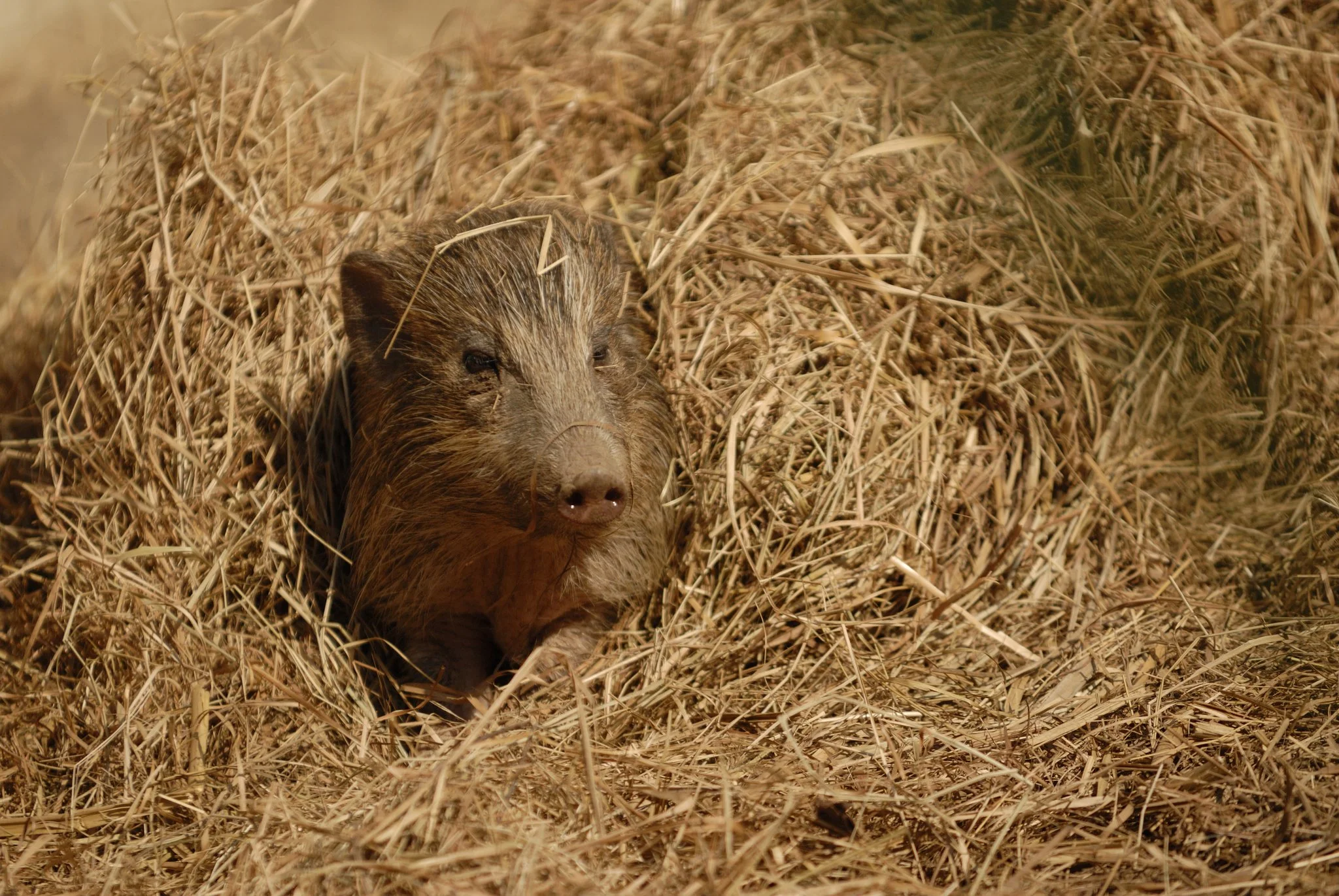 Pygmy Hog — Curious Species