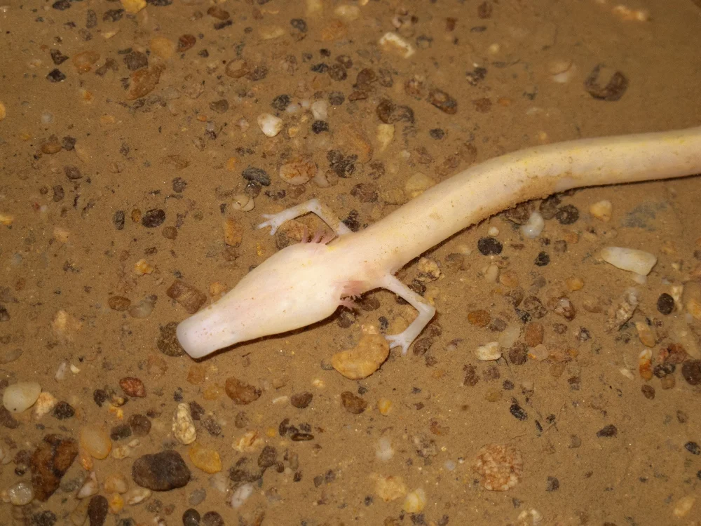 Olm — Curious Species
