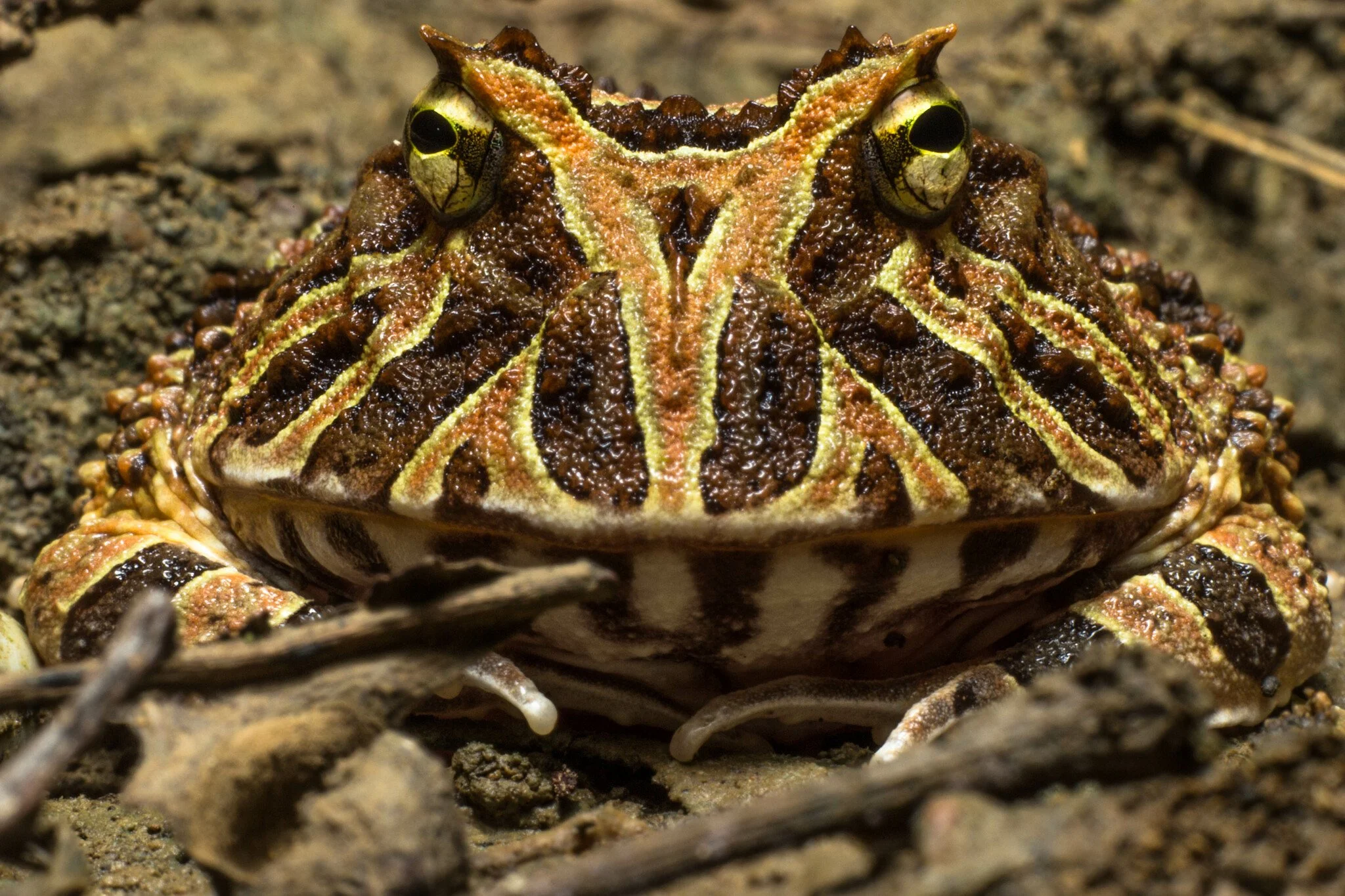 Ornate Horned Frog — Curious Species
