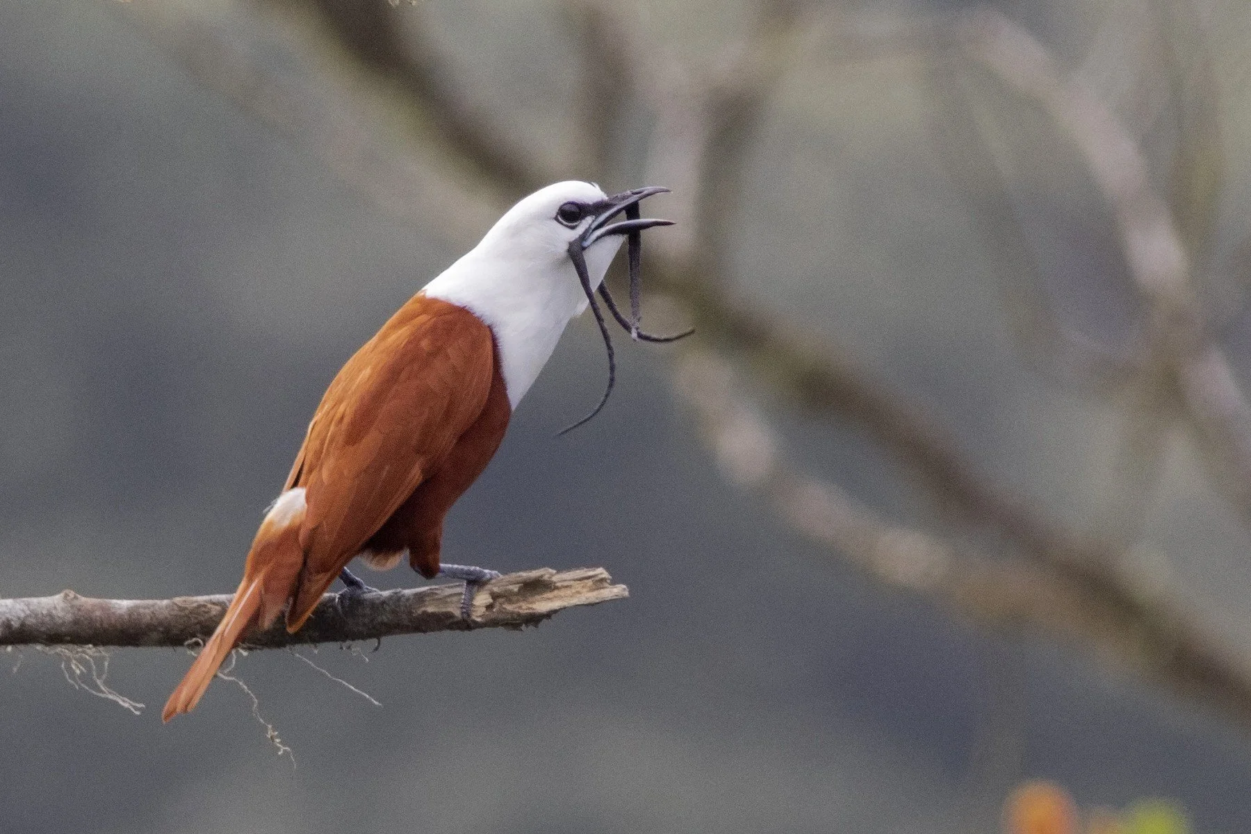 Capuchinbird — Curious Species