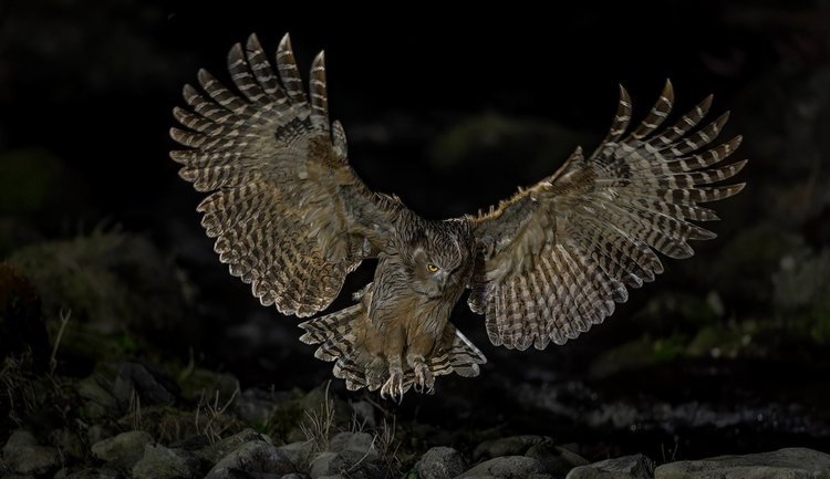 Blakiston's Fish-Owl — Curious Species