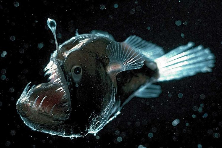 Hairy Frogfish — Curious Species