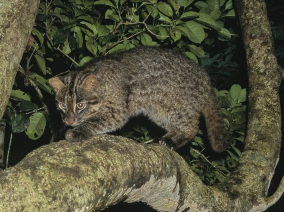 Iriomote Cat — Curious Species