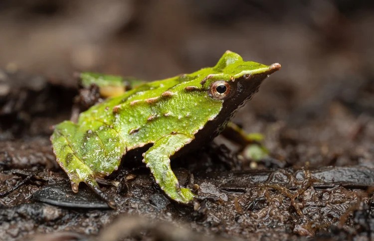 Darwin’s Frog — Curious Species