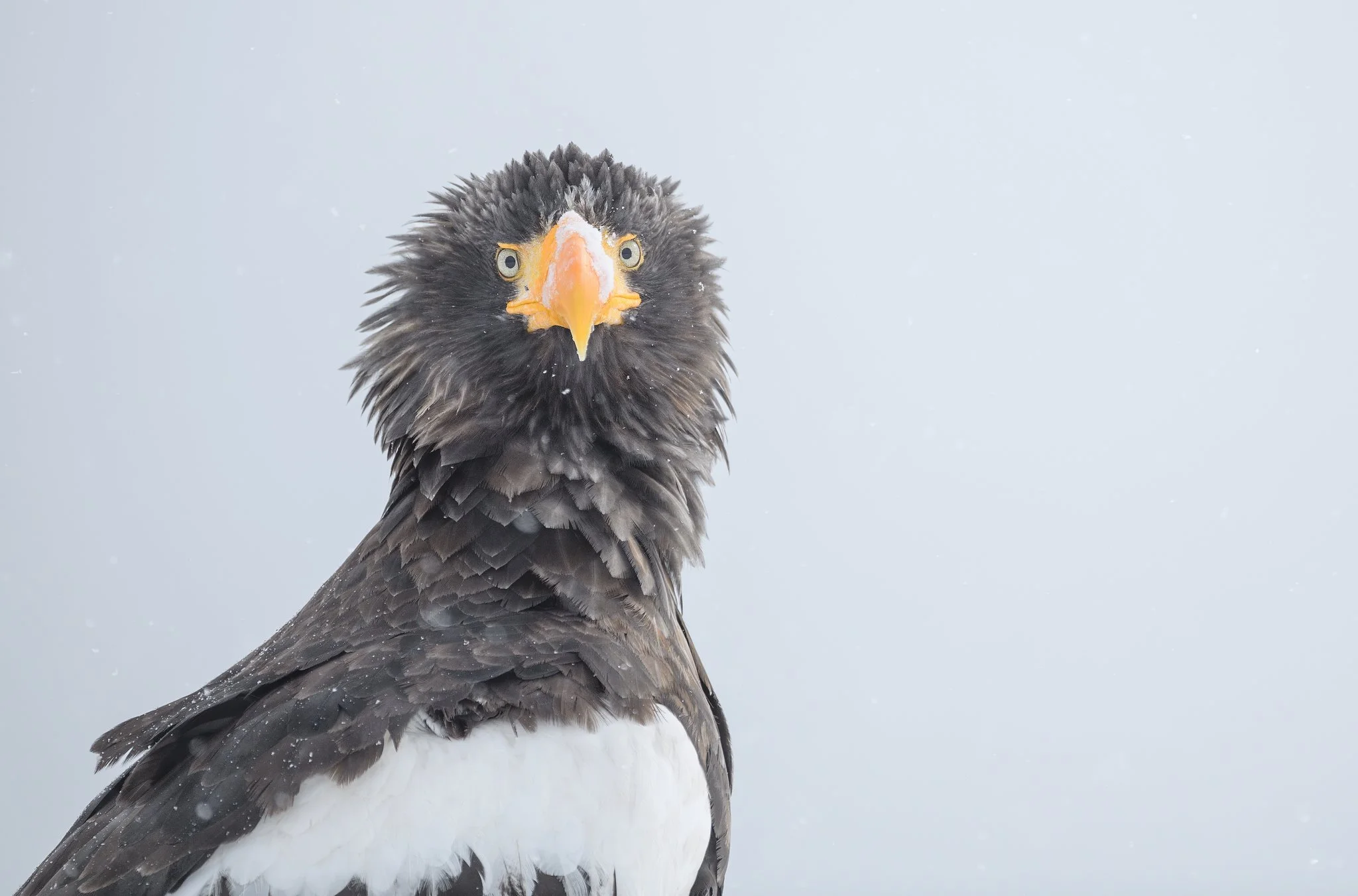 Steller's Sea-Eagle — Curious Species