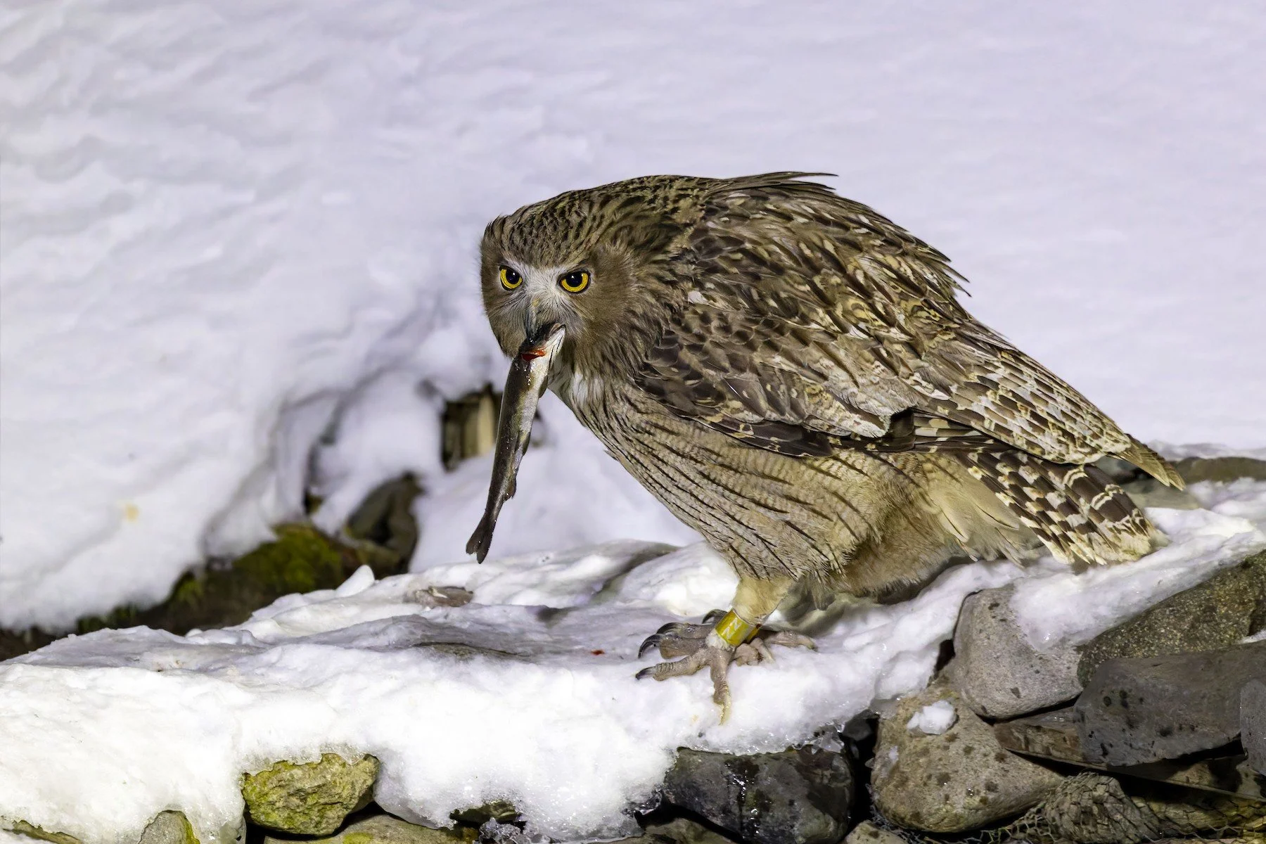 Blakiston's Fish-Owl — Curious Species