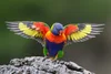 Rainbow Lorikeet — Curious Species