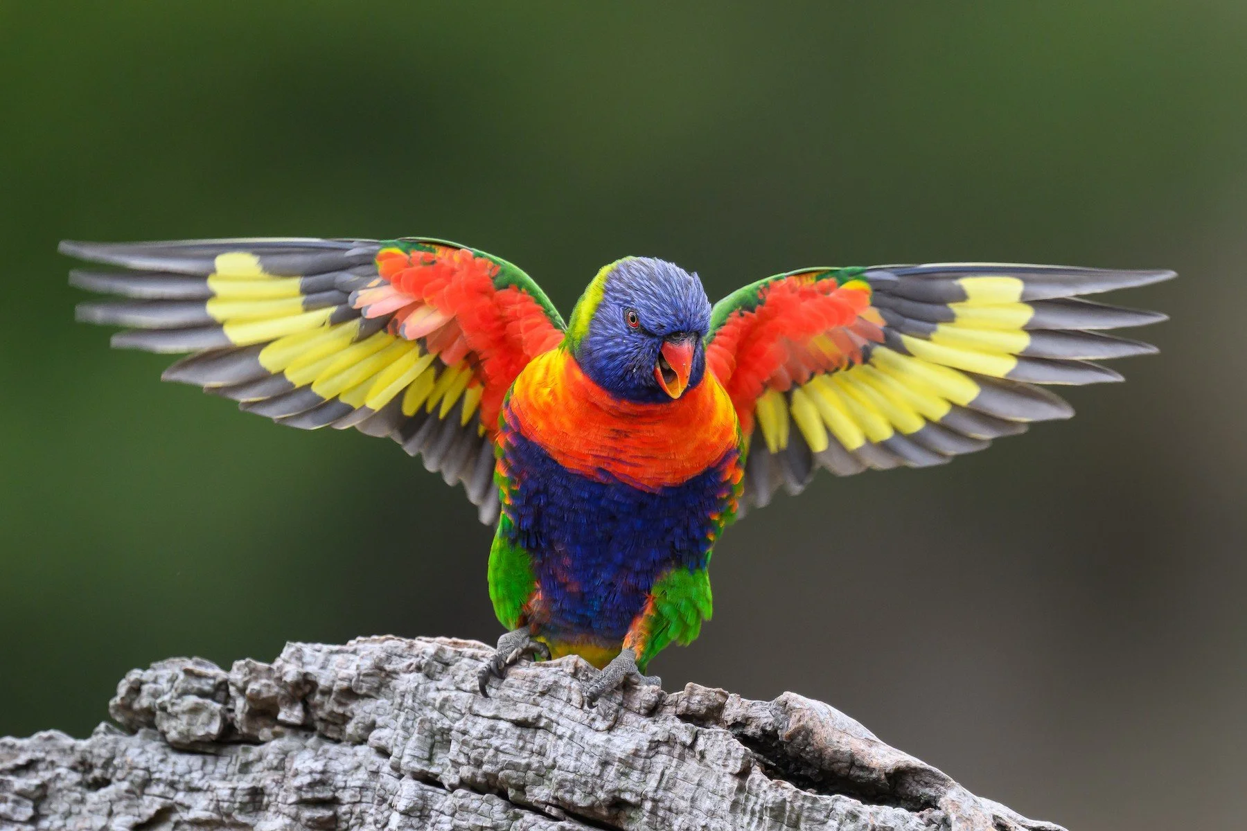 Rainbow Lorikeet — Curious Species