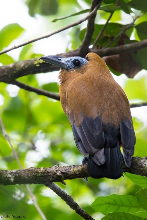 Capuchinbird — Curious Species