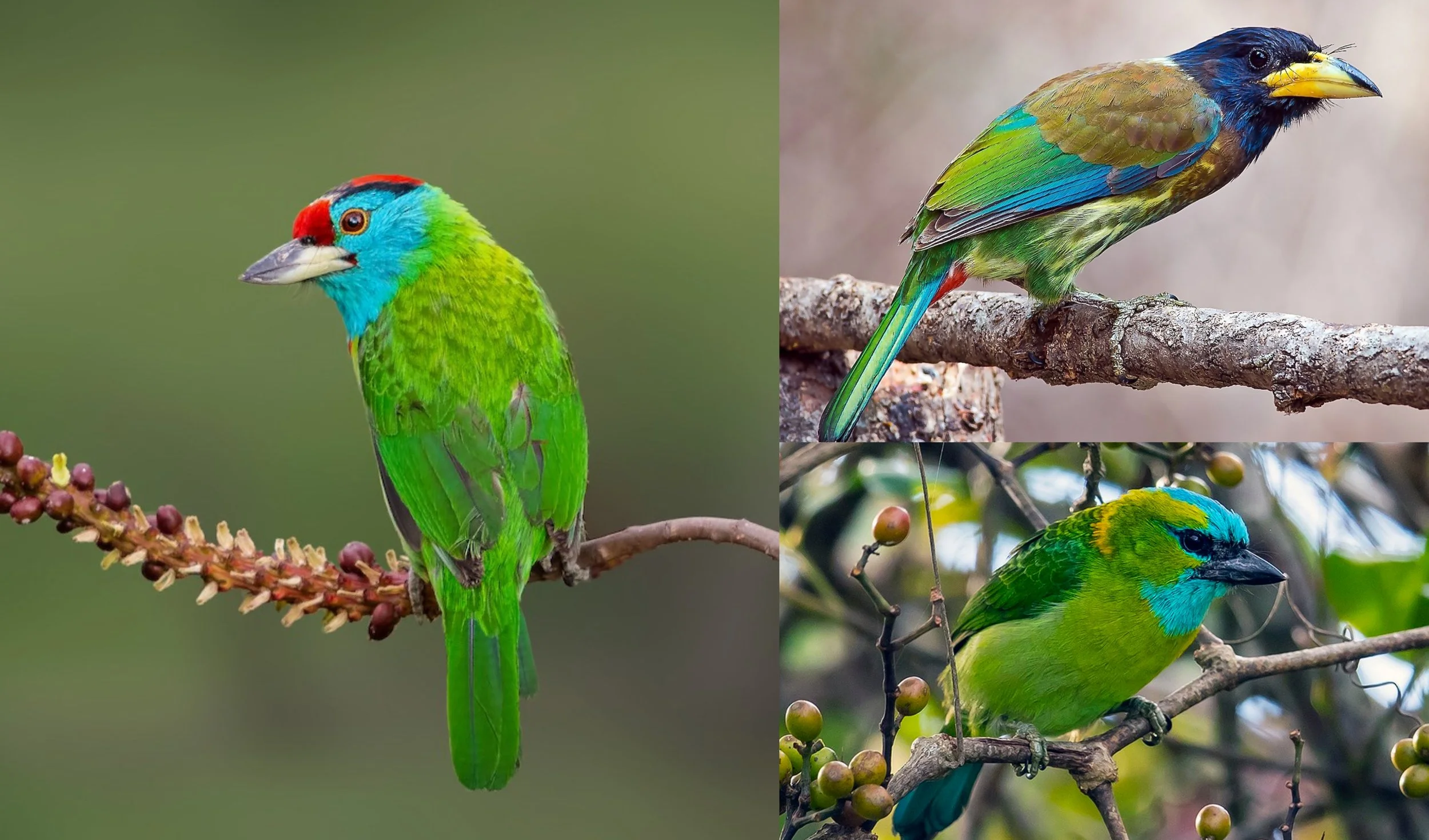 Coppersmith Barbet — Curious Species