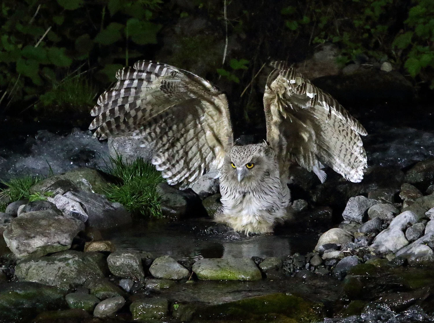 Blakiston's Fish-Owl — Curious Species
