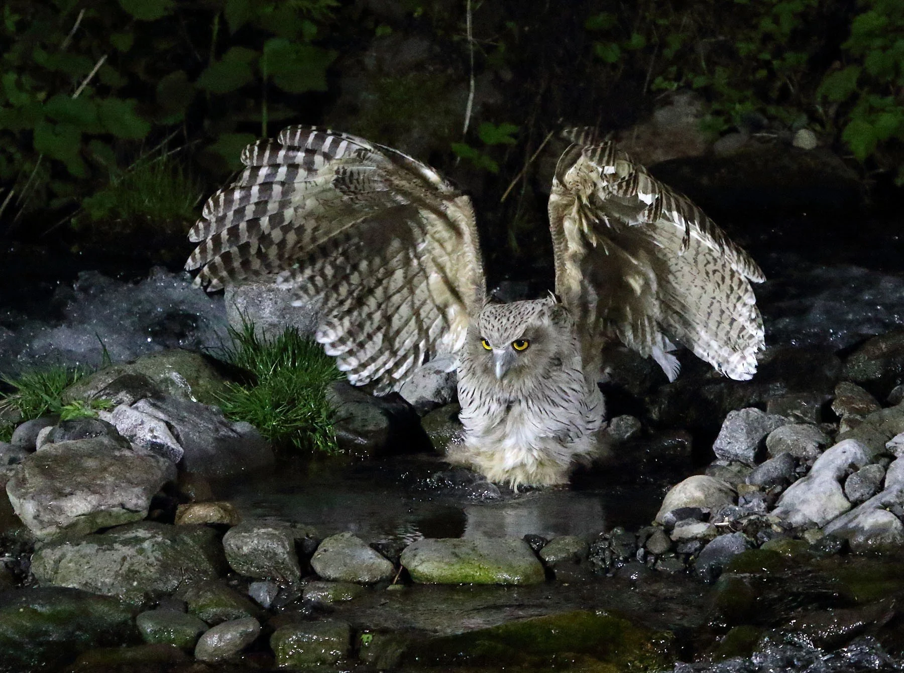 Blakiston's Fish-Owl — Curious Species