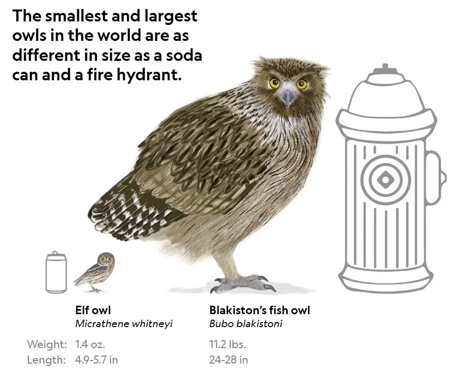 Blakiston's Fish-Owl — Curious Species