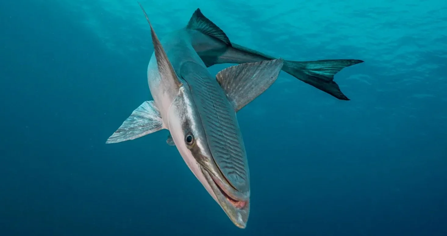 Common Remora — Curious Species