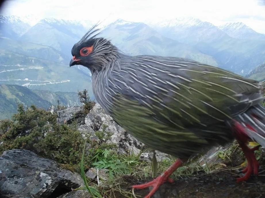 Blood Pheasant — Curious Species