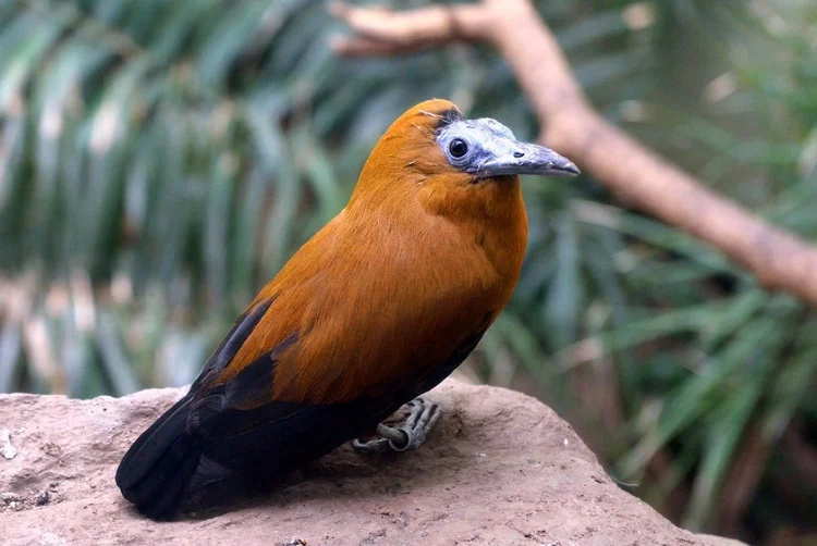 Capuchinbird — Curious Species