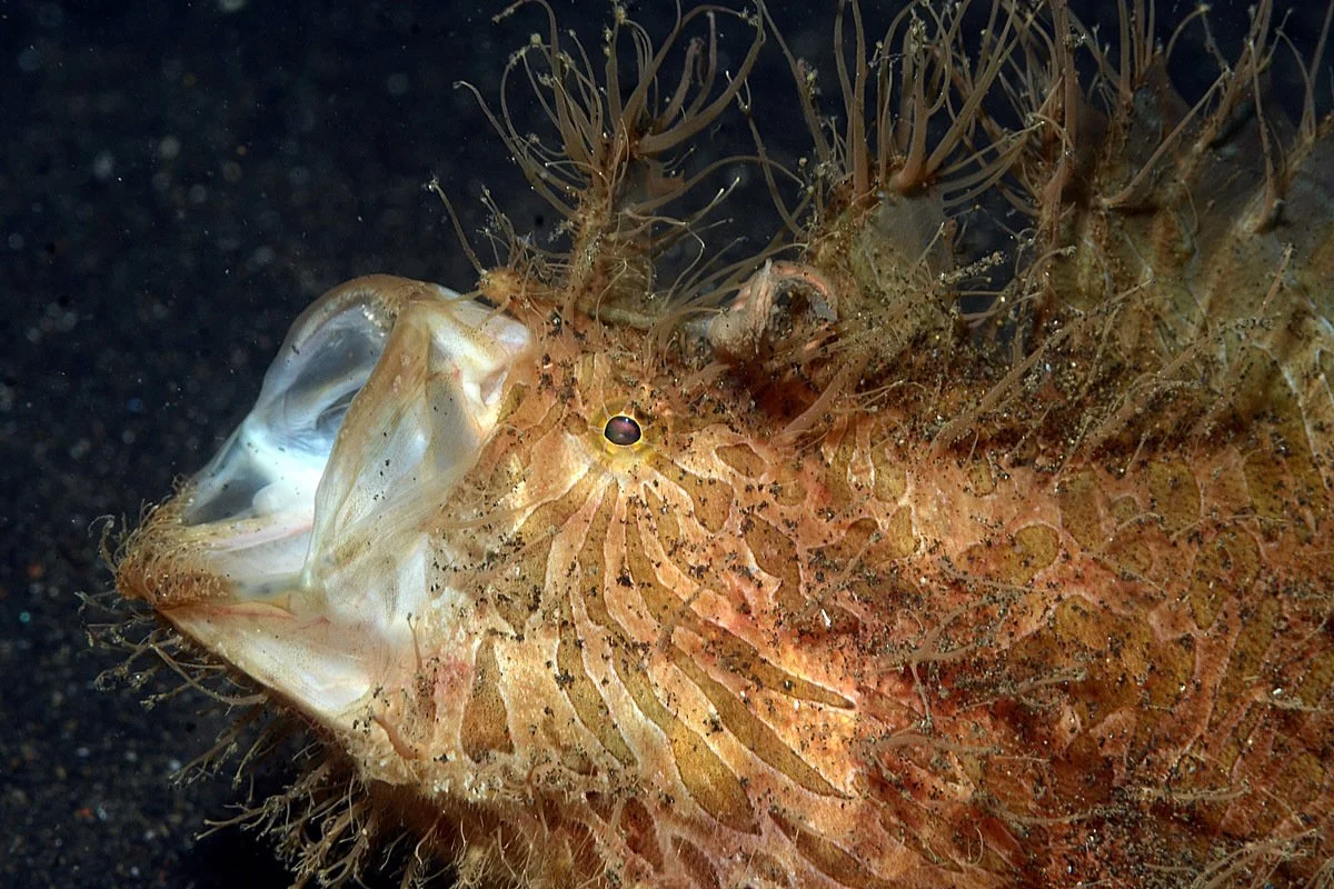 Hairy Frogfish — Curious Species