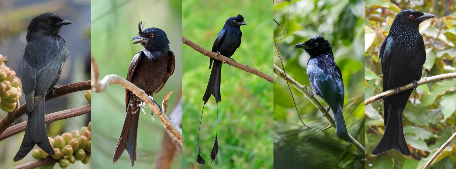 Black Drongo — Curious Species