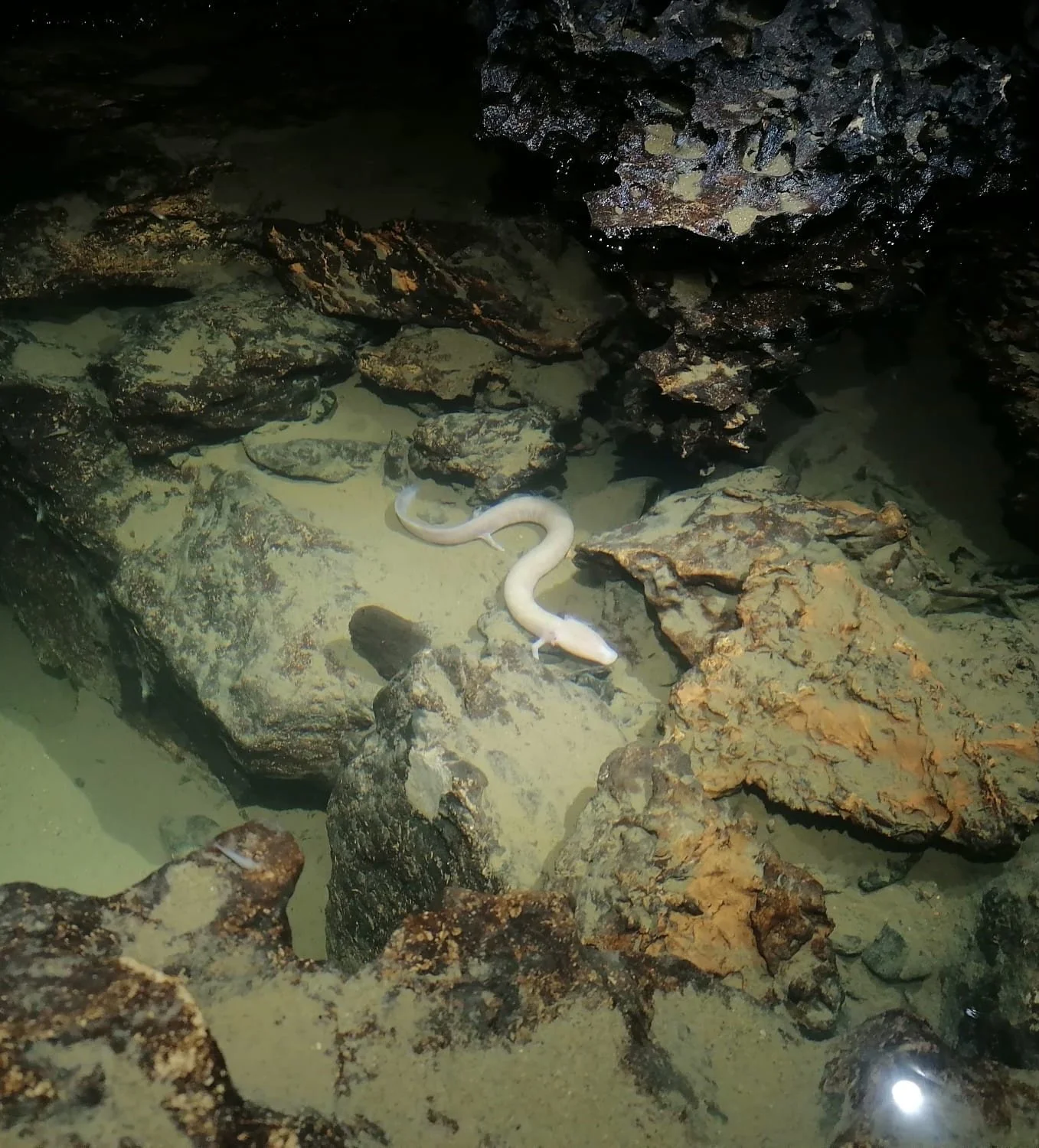Olm — Curious Species