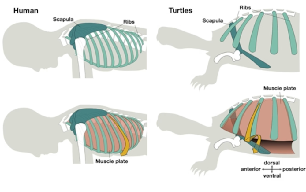 Turtle Frog — Curious Species