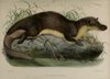 Giant Otter Shrew — Curious Species