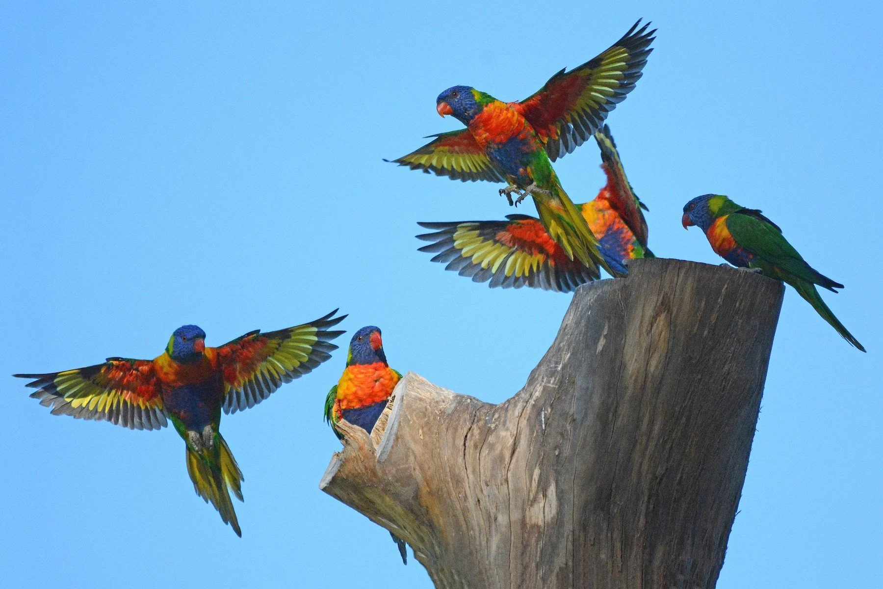 Rainbow Lorikeet — Curious Species