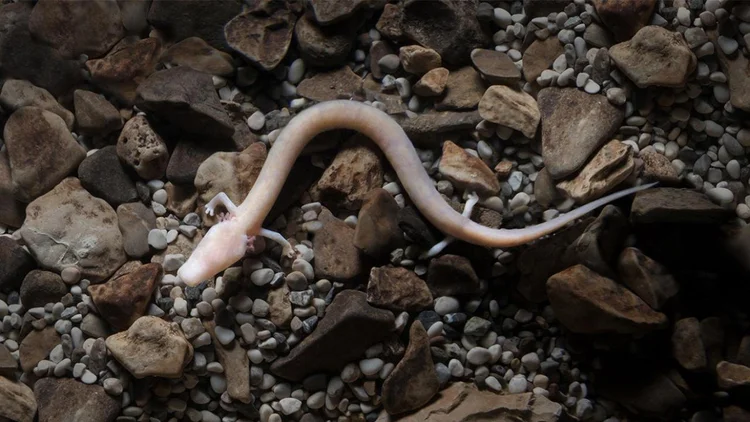 Olm — Curious Species