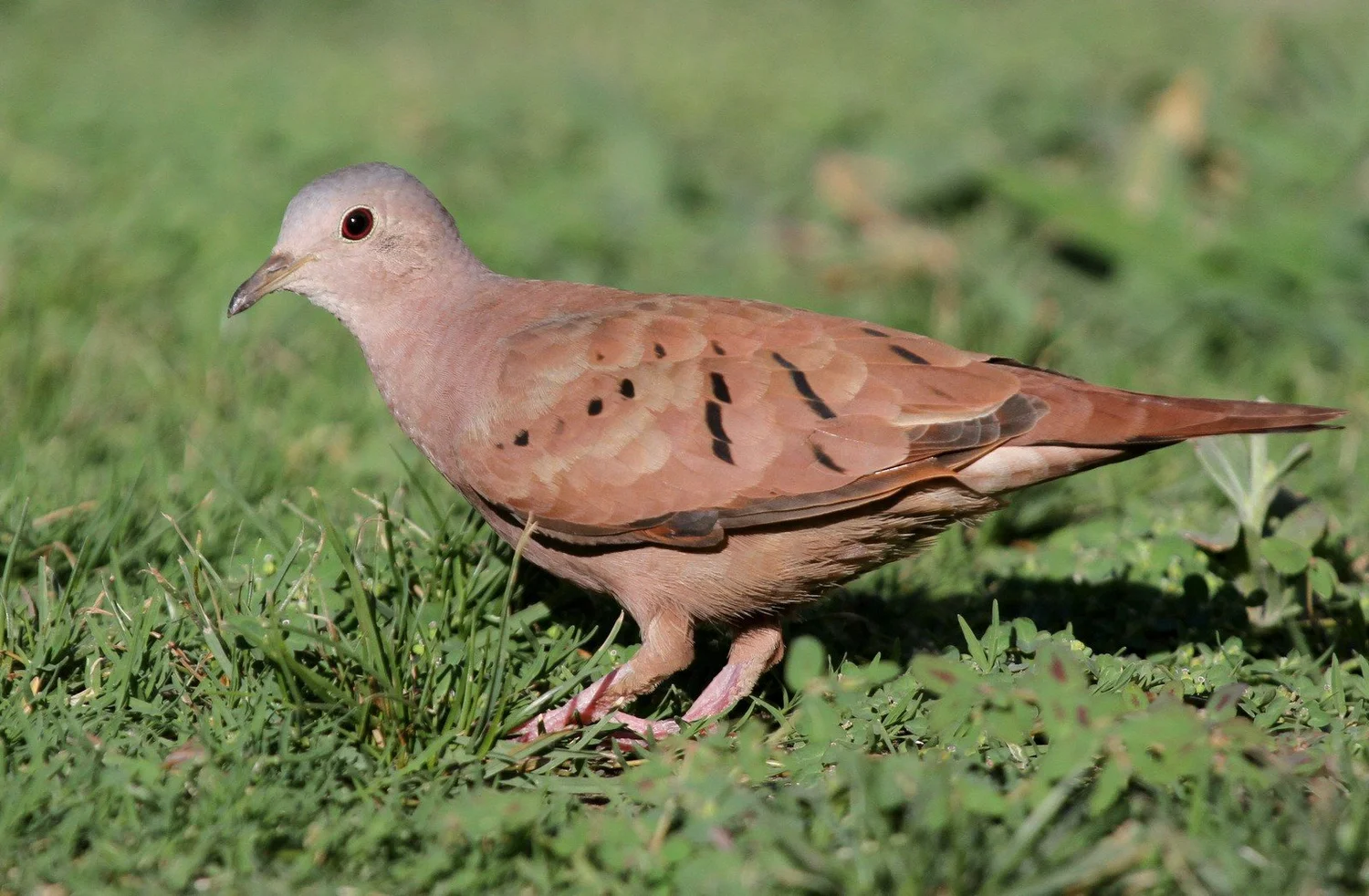 Blue-eyed Ground Dove — Curious Species