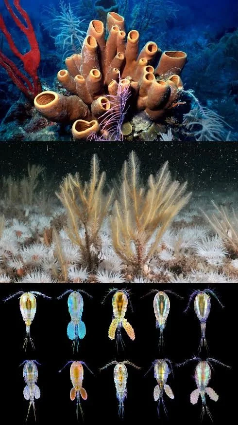 Skeleton Shrimp — Curious Species