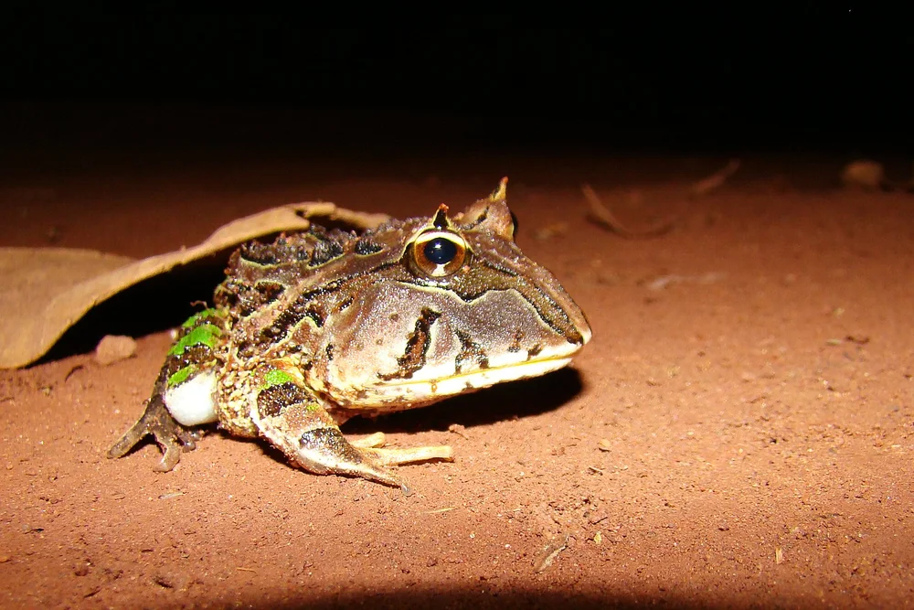 Ornate Horned Frog — Curious Species