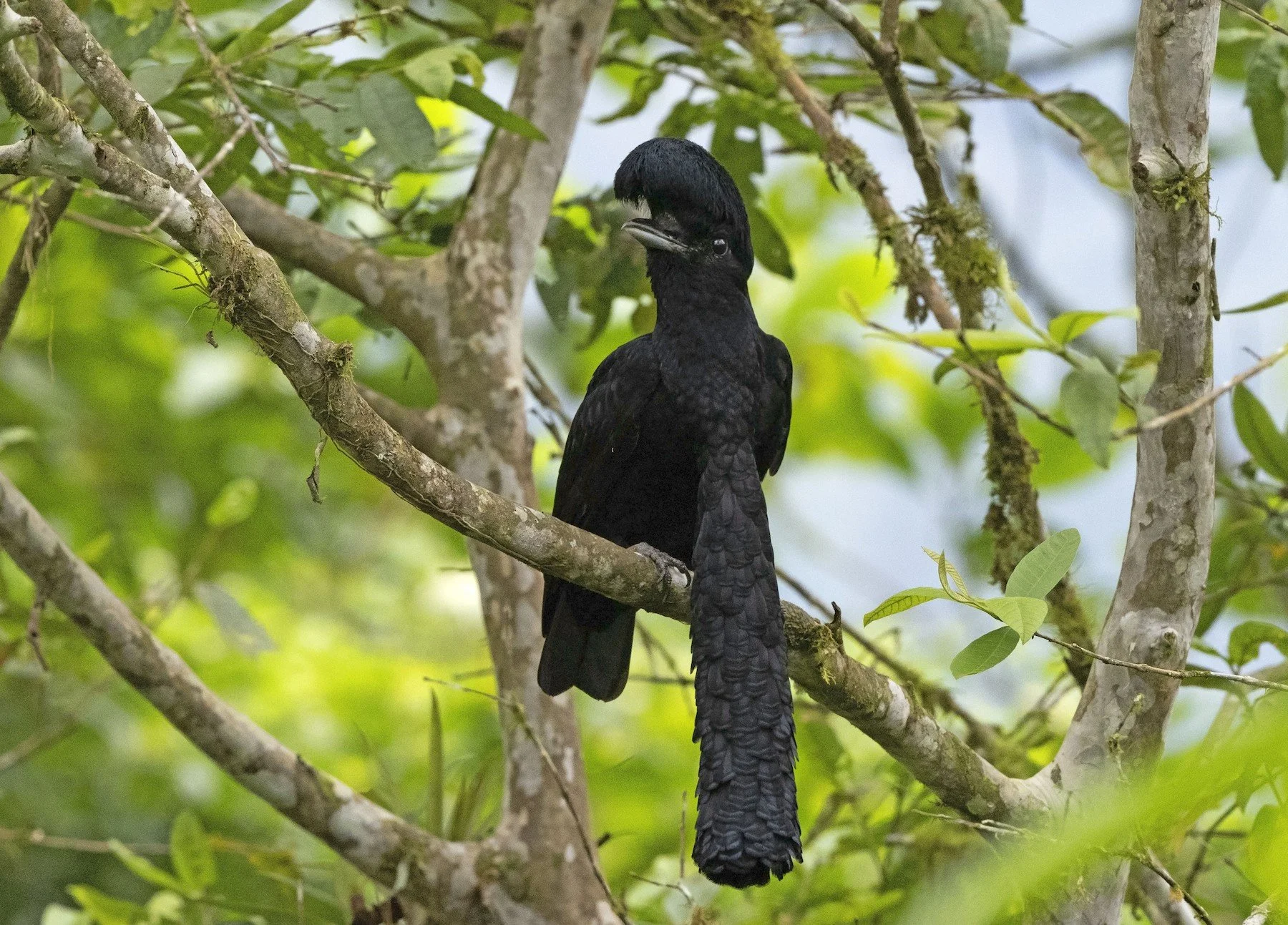Capuchinbird — Curious Species