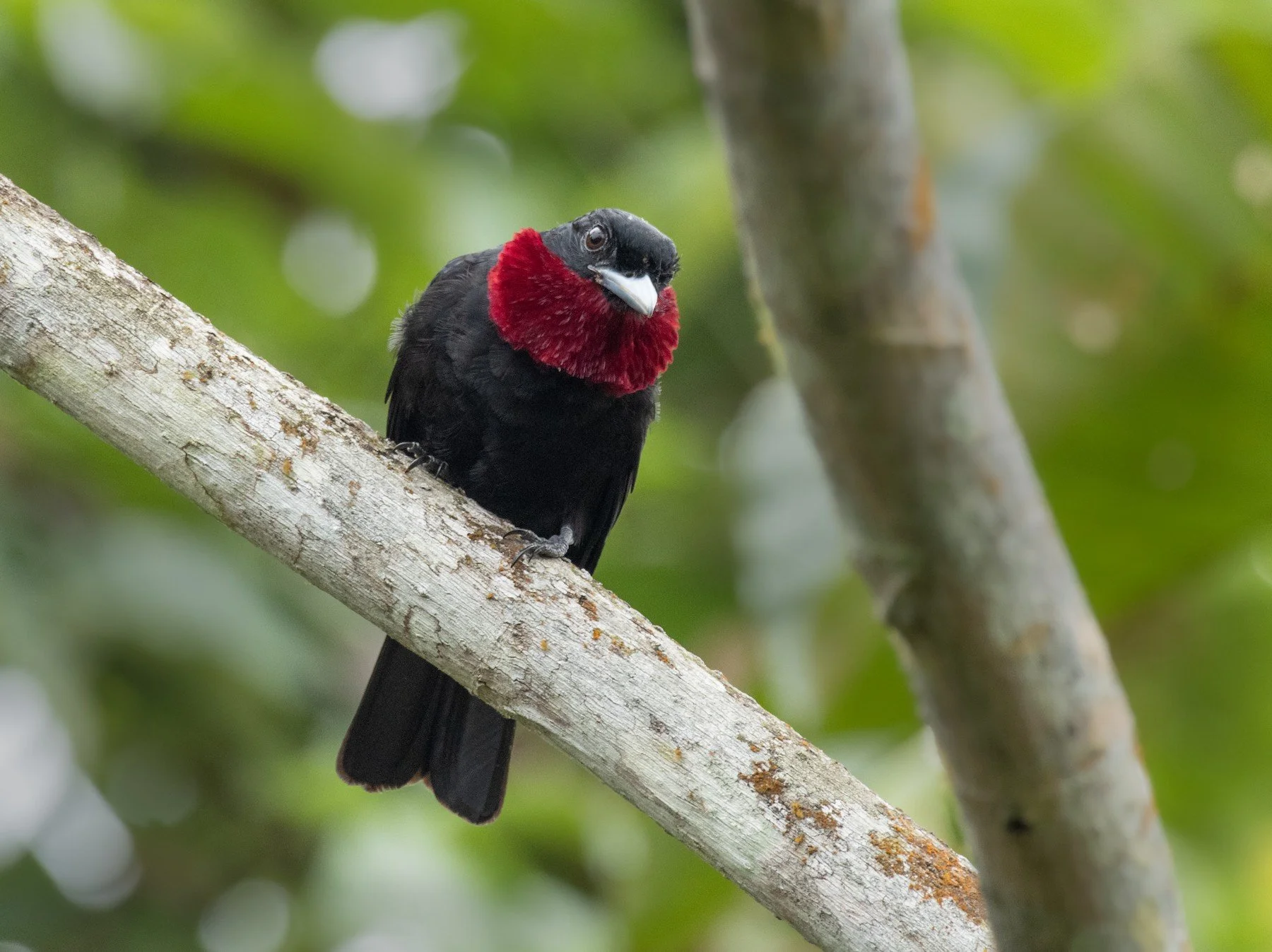 Capuchinbird — Curious Species