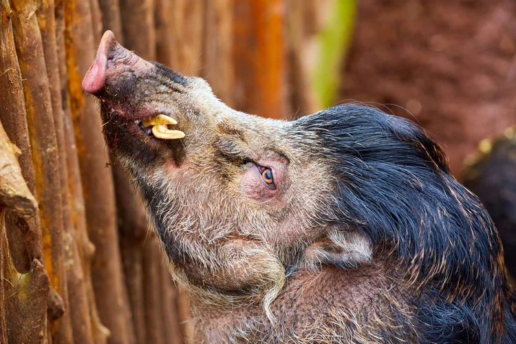 Visayan Warty Pig — Curious Species