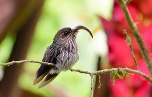 White-tipped Sicklebill — Curious Species