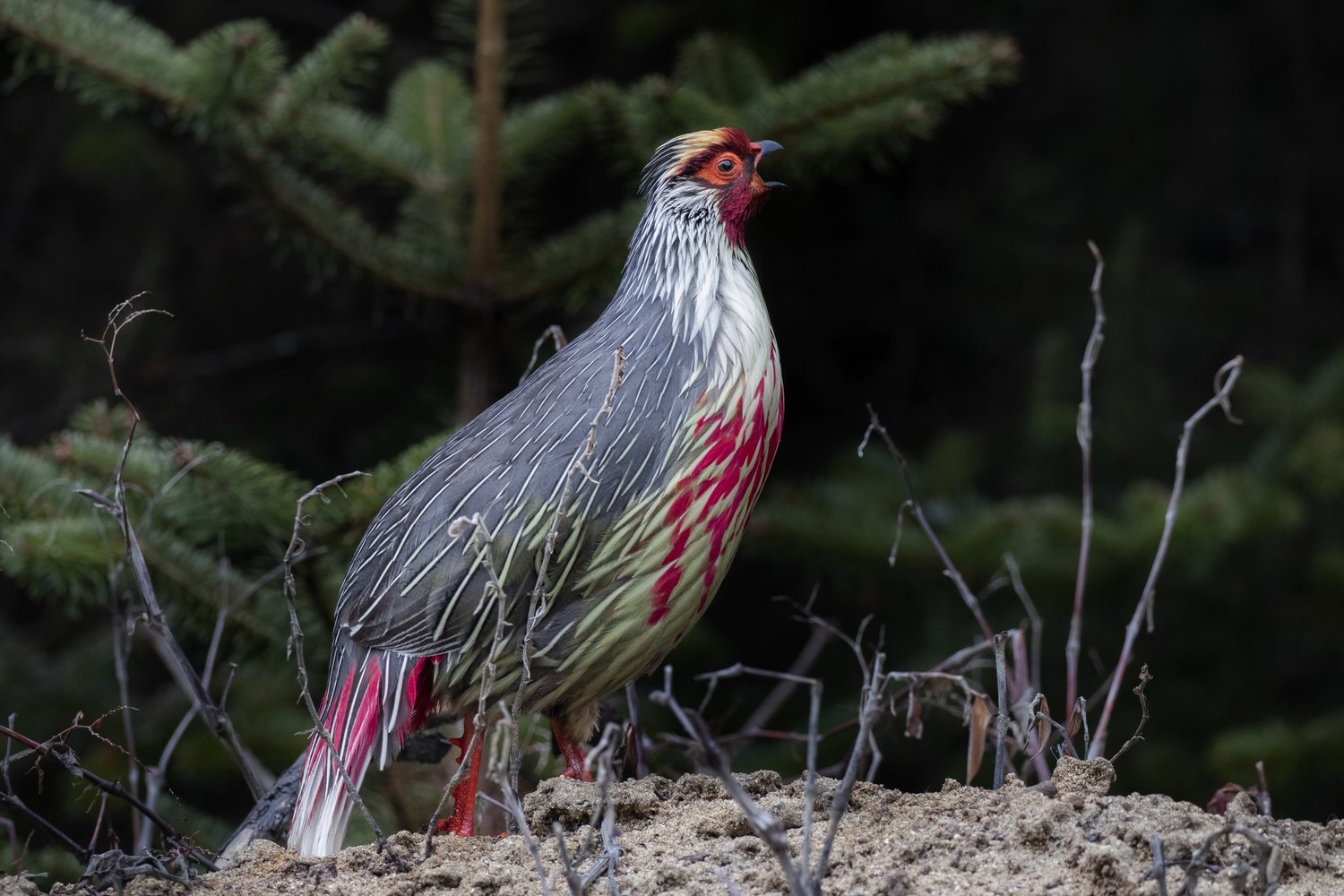Blood Pheasant — Curious Species