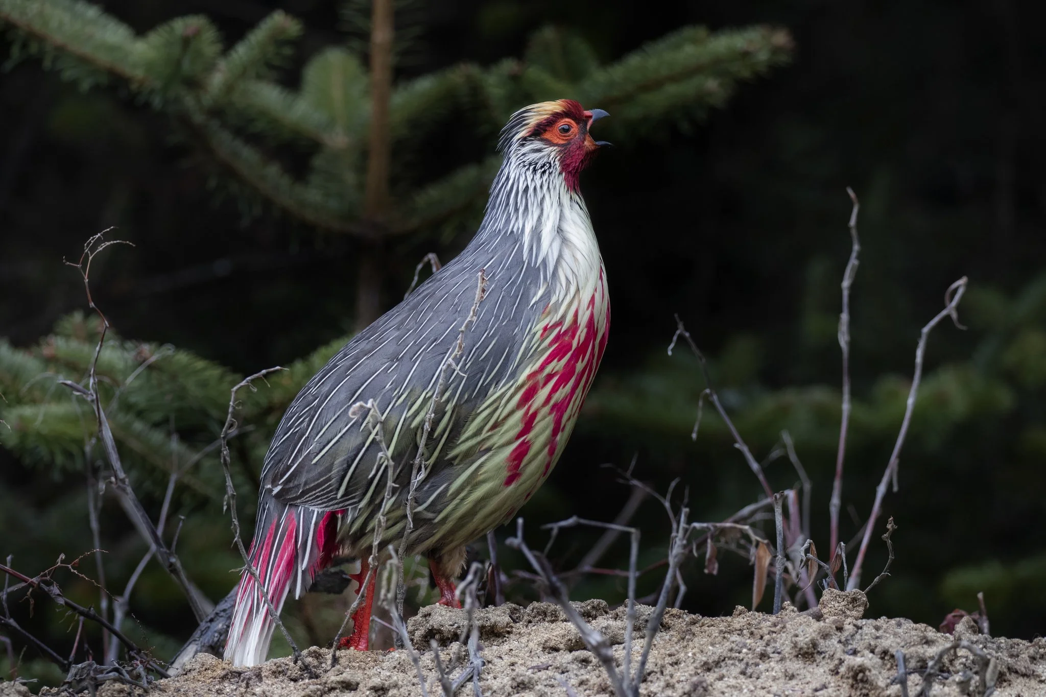 Blood Pheasant — Curious Species