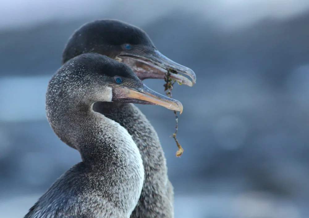 The Flightless Cormorant — Curious Species