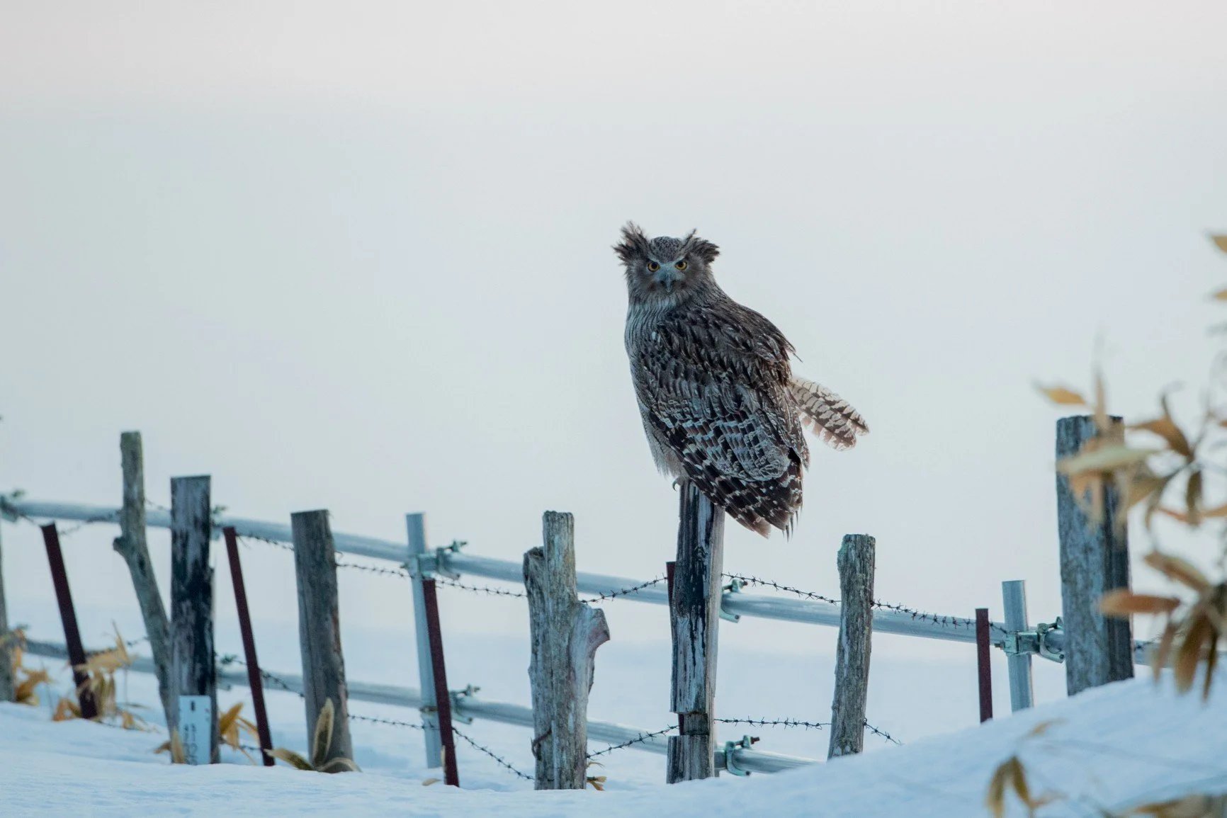 Blakiston's Fish-Owl — Curious Species