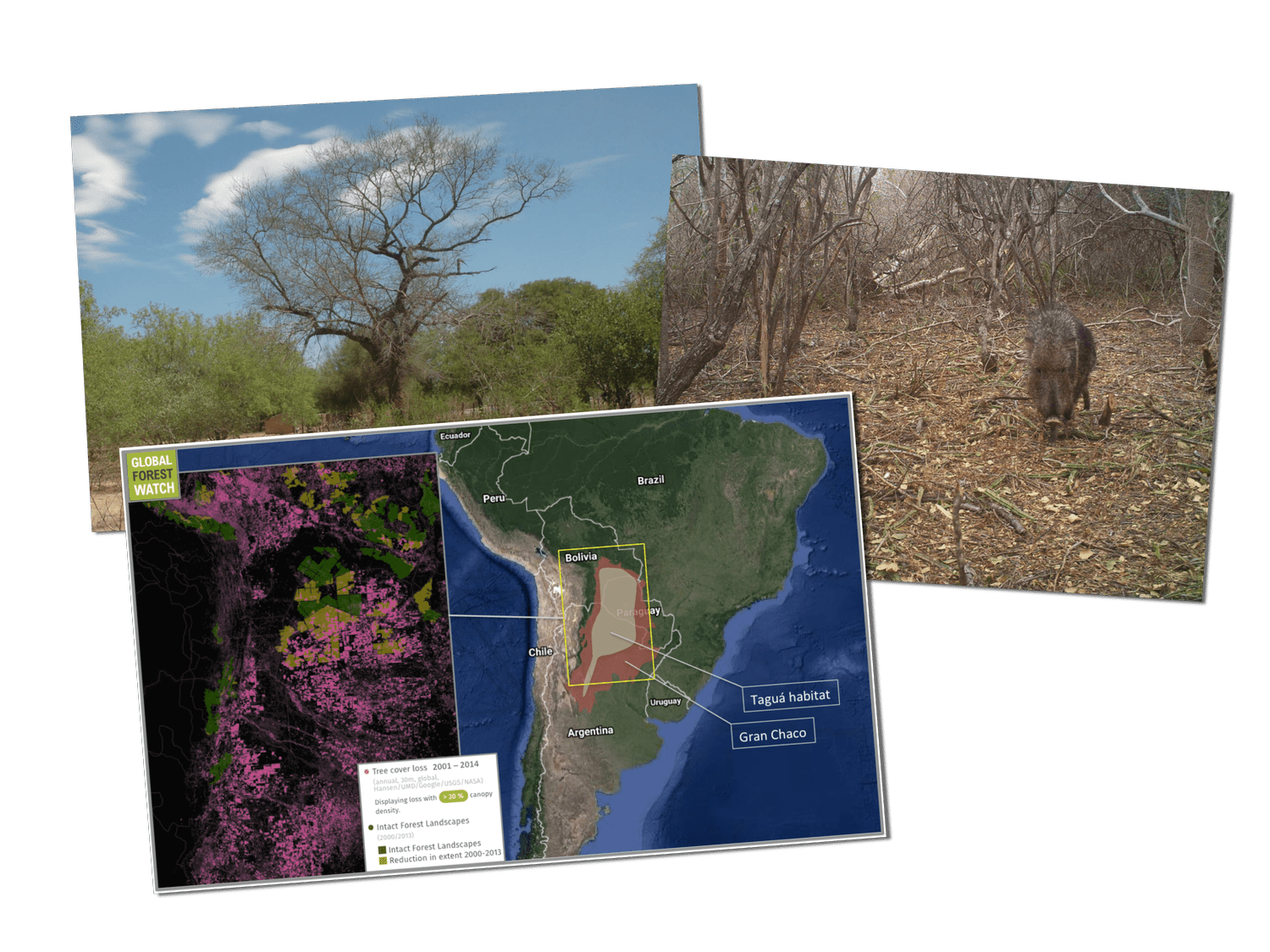 Chacoan Peccary — Curious Species